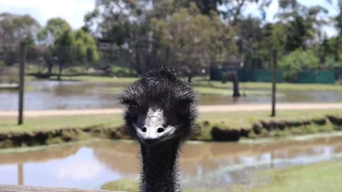 Emu face sanctuary happy smiley big blac... | Stock Video | Pond5
