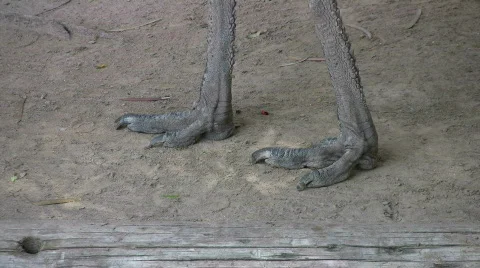 Emu legs and feet HD | Stock Video | Pond5