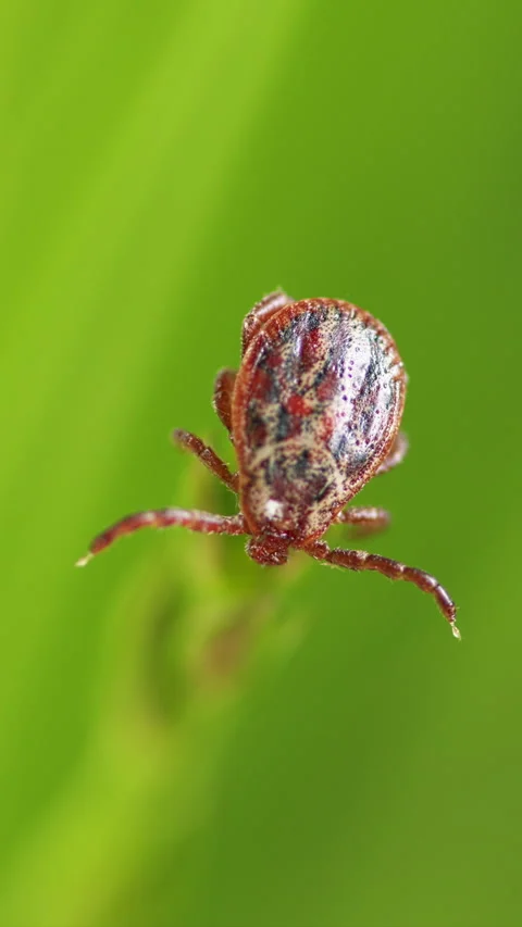 Green Tick Stock Video Footage | Royalty Free Green Tick Videos | Pond5