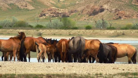 The enchanting world of free-range horse... | Stock Video | Pond5
