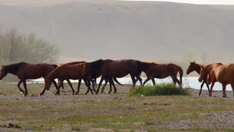 The enchanting world of free-range horse... | Stock Video | Pond5