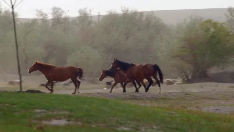 The enchanting world of free-range horse... | Stock Video | Pond5
