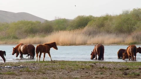 The enchanting world of free-range horse... | Stock Video | Pond5