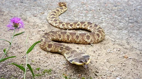 Endangered Snake Stock Footage ~ Royalty Free Stock Videos | Pond5