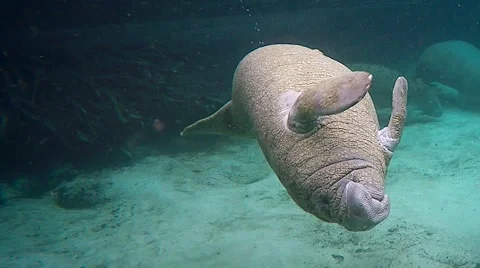 Fl Swimming Stock Videos – Royalty-Free HD & 4K Videos | Pond5