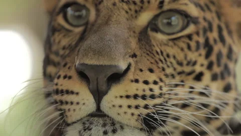 Endangered Macan Tutul Jawa Javan Leopar... | Stock Video | Pond5