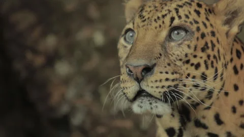 Endangered Macan Tutul Jawa Javan Leopar... | Stock Video | Pond5