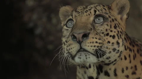Endangered Macan Tutul Jawa Javan Leopar... | Stock Video | Pond5