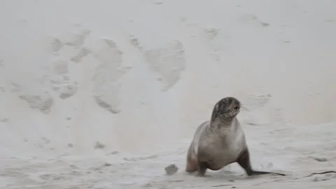 Lion Running Stock Video Footage | Royalty Free Lion Running Videos | Pond5