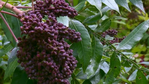 Capa Stock Videos – Royalty-Free HD & 4K Videos