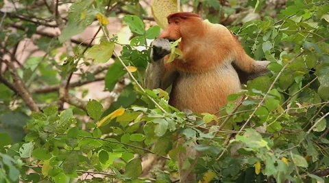 Endangered Proboscis Monkey eating leave... | Stock Video | Pond5
