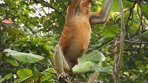 Endangered Proboscis Monkey eating leave... | Stock Video | Pond5