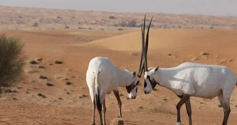 Oryx Qatar Stock Footage ~ Royalty Free Stock Videos | Pond5