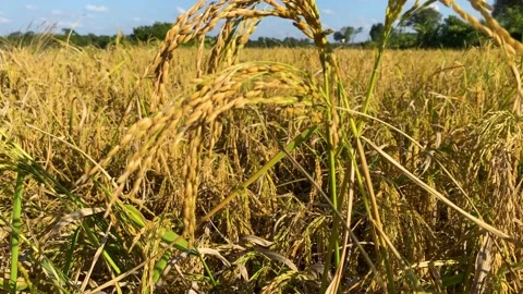 Endless rice crop field in Bangladesh, t... | Stock Video | Pond5