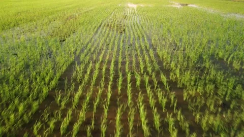 Endless rows of rice paddies in the wate... | Stock Video | Pond5