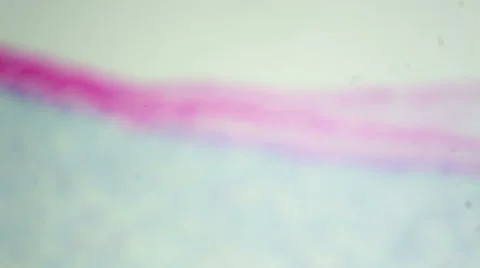 Endosperm of the seed of a cereal under ... | Stock Video | Pond5