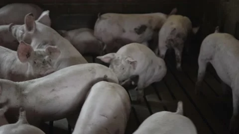 Energetic and Cute Piglets in Indoor Pig... | Stock Video | Pond5