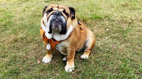 English Voices Stock Videos – Royalty-Free HD & 4K Videos | Pond5