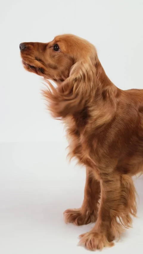 English Voices Stock Videos – Royalty-Free HD & 4K Videos | Pond5