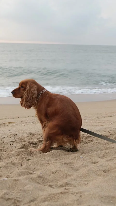 Pooping Videos Stock Footage ~ Royalty Free Stock Videos | Pond5