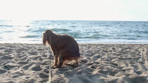 Beautiful Woman Pooping Stock Videos – Royalty-Free HD & 4K Videos | Pond5