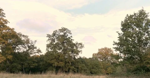 English Oak Tree Stock Videos – Royalty-Free HD & 4K Videos