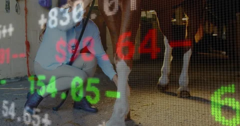 Kneeling Horse Stock Videos – Royalty-Free HD & 4K Videos