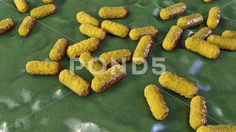Enterobacter bacteria, gram-negative rod-shaped bacteria, part of ...