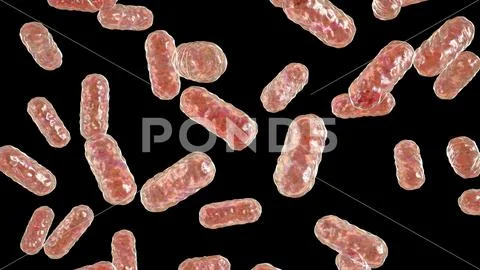 Enterobacter bacteria, gram-negative rod-shaped bacteria, part of ...