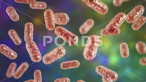 Enterobacter bacteria, gram-negative rod-shaped bacteria, part of ...