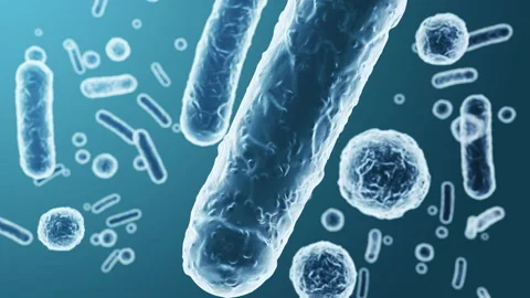 Enterobacteriaceae, gram-negative rod-sh... | Stock Video | Pond5