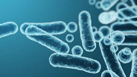 Enterobacteriaceae, gram-negative rod-sh... | Stock Video | Pond5