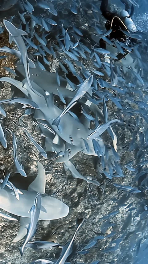 Show Swimming Sharks Stock Videos – Royalty-Free HD & 4K Videos | Pond5