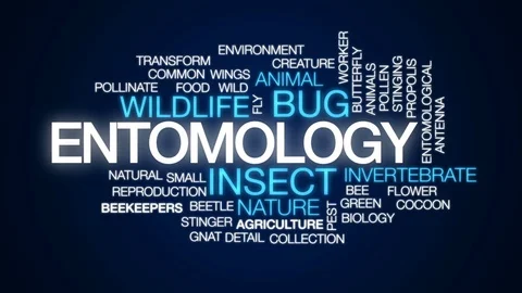 Entomology animated word cloud, text des... | Stock Video | Pond5
