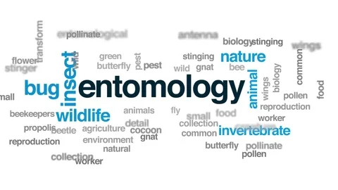 Entomology animated word cloud, text des... | Stock Video | Pond5