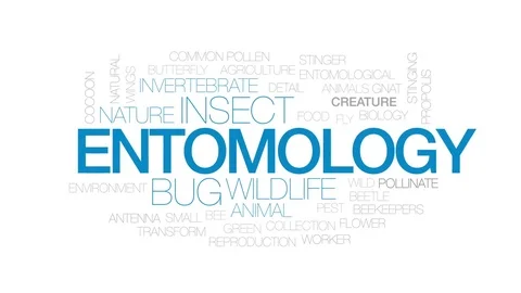 Entomology animated word cloud, text des... | Stock Video | Pond5