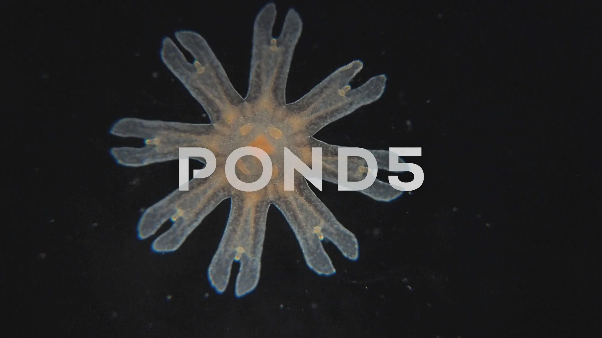 Aurelia Aurita Ephyra