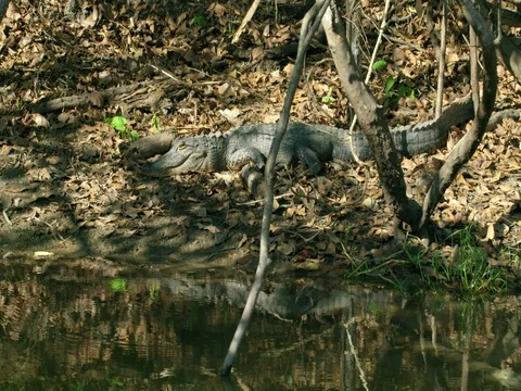 Epic awesome alligator running away fast... | Stock Video | Pond5