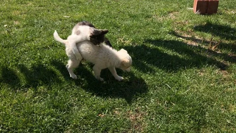 Epic Fight Mad Stock Videos – Royalty-Free HD & 4K Videos