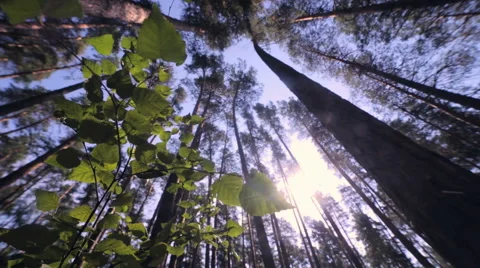 Epic forest. Bottom view from to green t... | Stock Video | Pond5