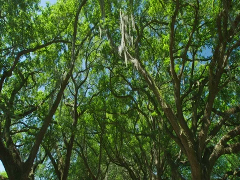 Baton Rouge Landscape Stock Videos – Royalty-Free HD & 4K Videos | Pond5