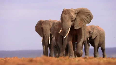 Running African Bull Stock Footage ~ Royalty Free Stock Videos | Pond5