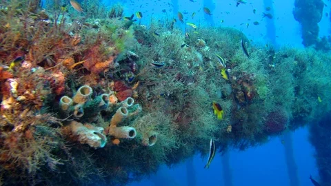 epic underwater sea life on legs of oil ... | Stock Video | Pond5