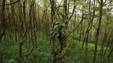 Epiphyte plant on pine tree, camera move... | Stock Video | Pond5