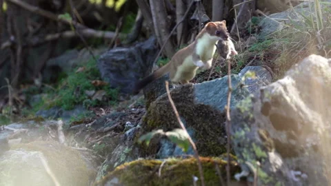 Ermine Stock Footage ~ Royalty Free Stock Videos | Pond5