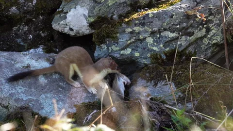 Ermine Stock Footage ~ Royalty Free Stock Videos | Pond5