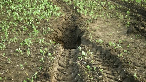 Damaged Soil Stock Videos – Royalty-Free HD & 4K Videos | Pond5