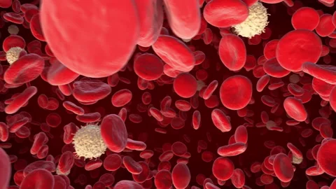 Erythrocytes and Lymphocytes flow animat... | Stock Video | Pond5