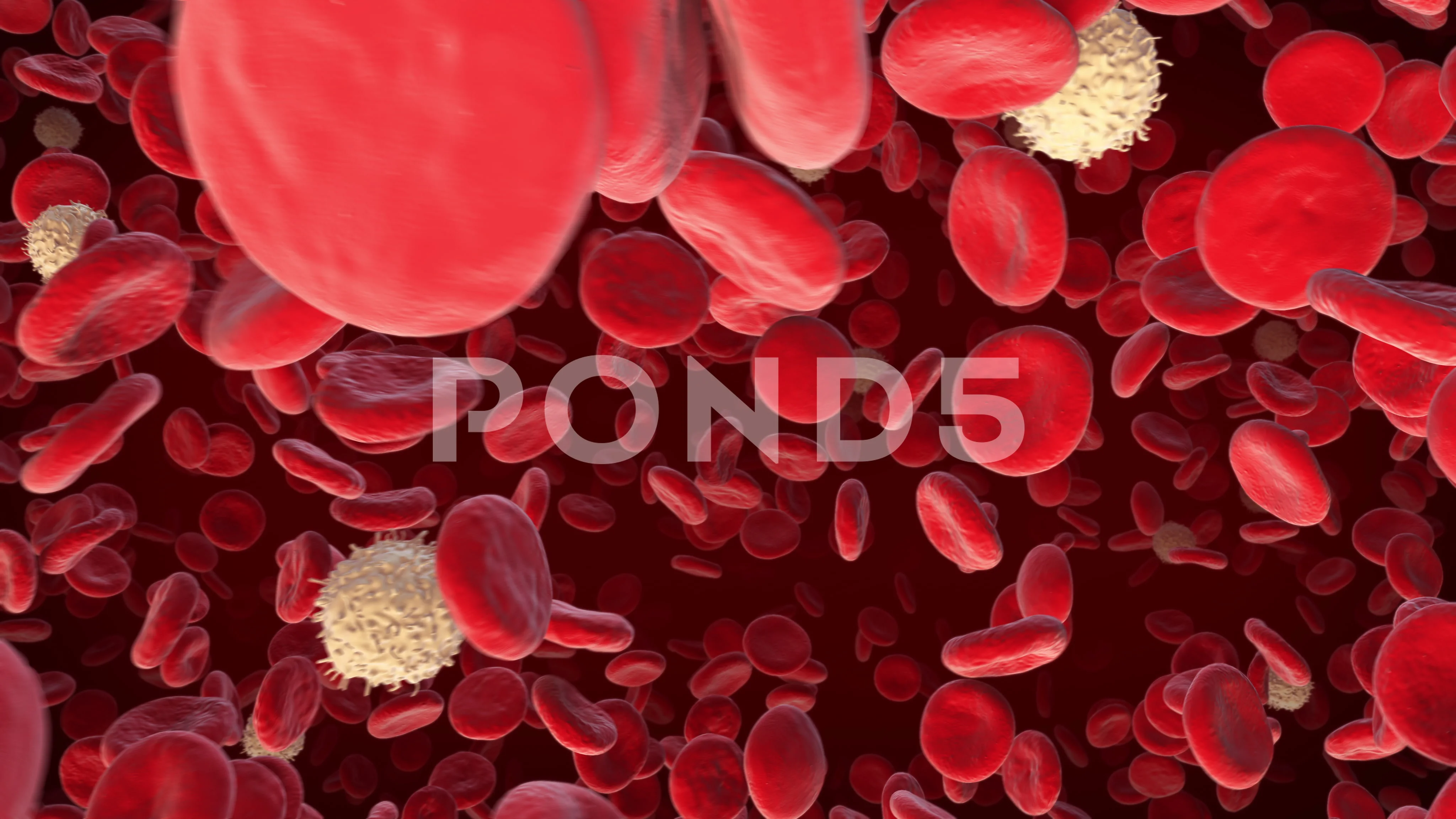 Lymphocytes Under Microscope