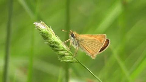 Skipper Butterfly Stock Videos – Royalty-Free HD & 4K Videos